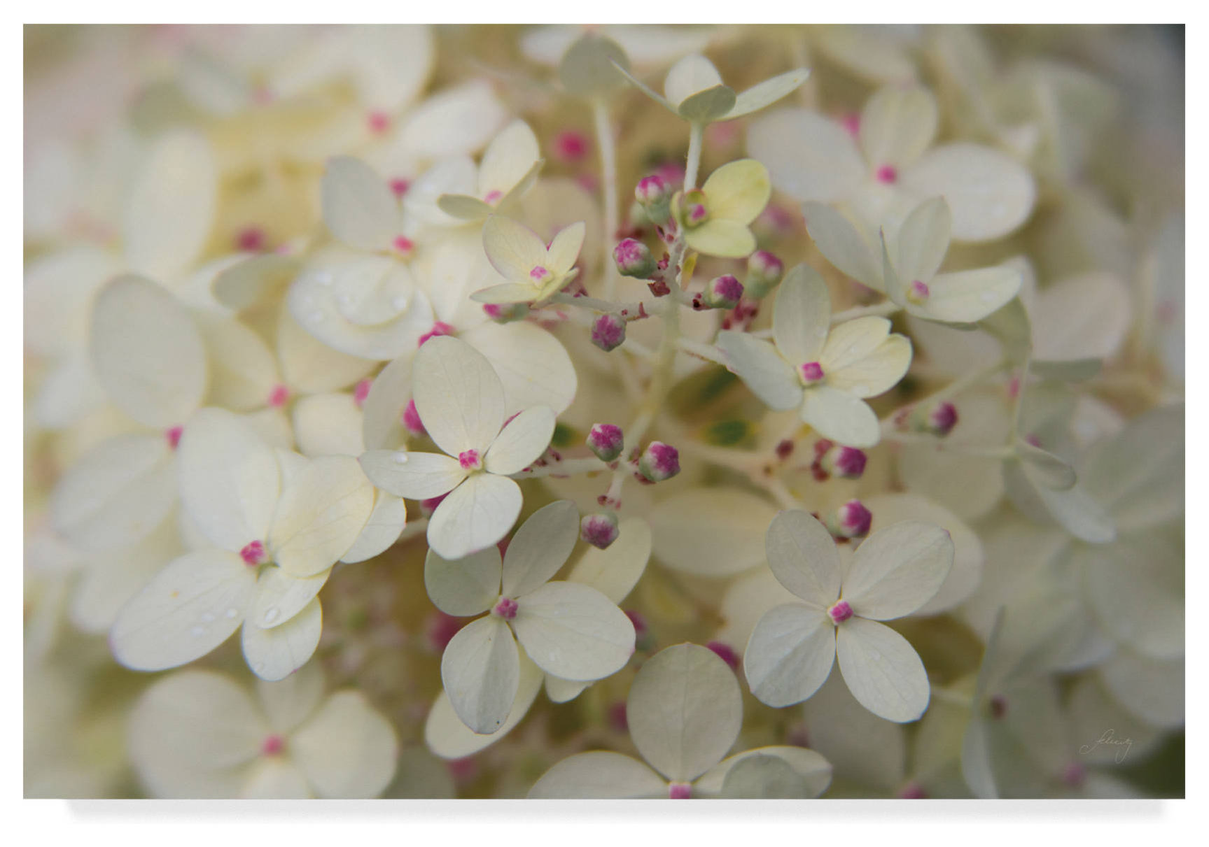 "Hydrangea Delight II" by Felicity Bradley, Canvas Art, 12"x19 ...