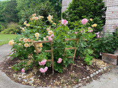 Looking for infomation on Reminiscent Pink Rose | Houzz Forum