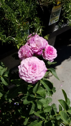 Lavender Crush Climber