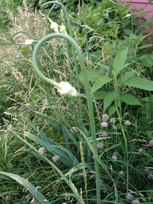 What is this spindly plant?