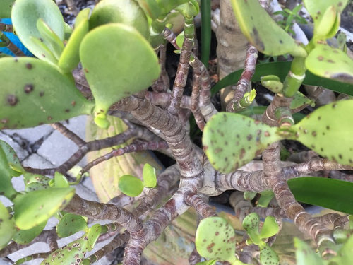 HELP! Black scales on jade.