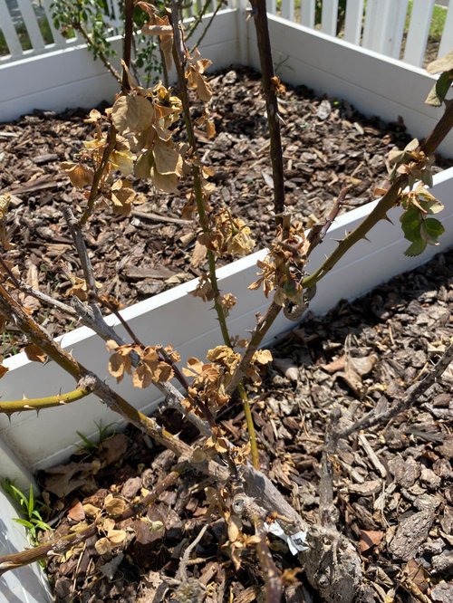 Rose plant dry out and died slowly