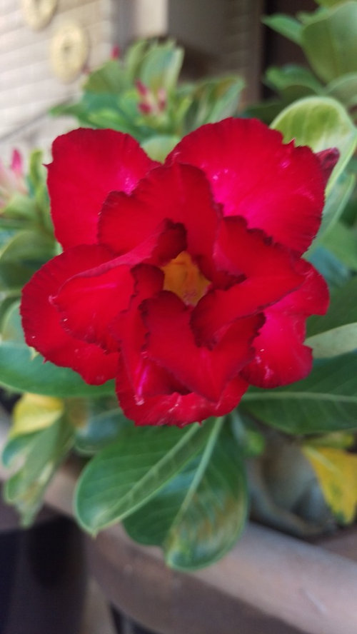 Curse of the pink | Houzz Forum