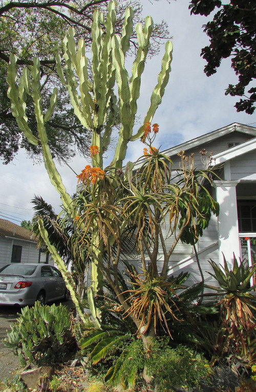 Tree Aloe in bloom