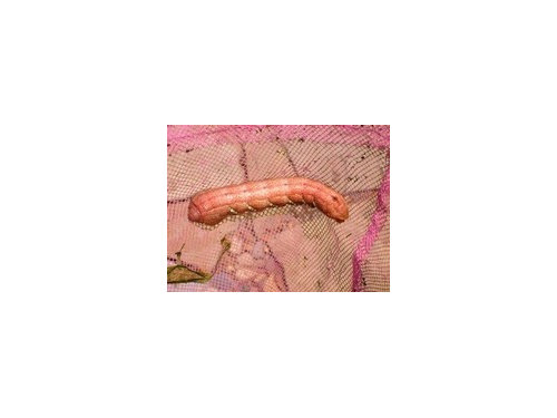 Worm?