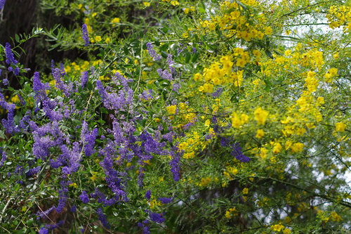 Odd roses and their garden friends.