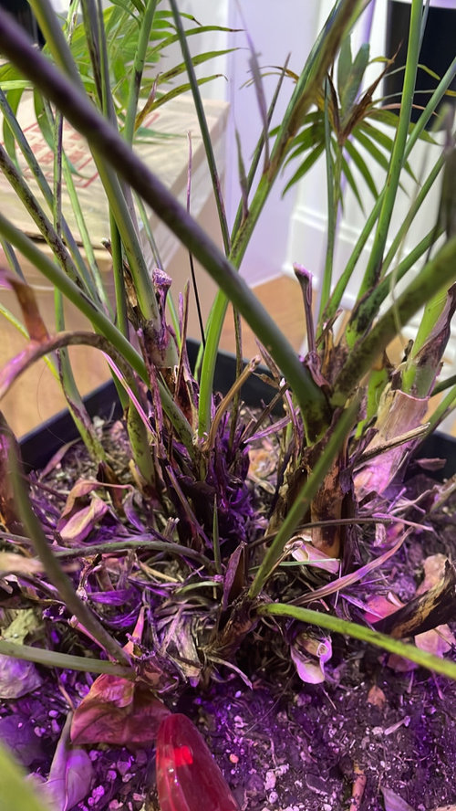 what are these pests on a cat palm?