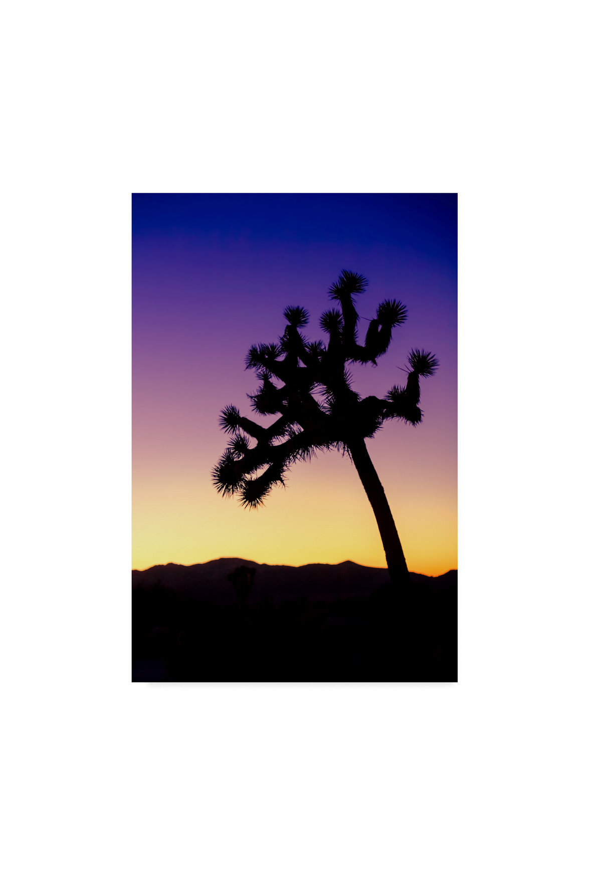 Janice Sullivan 'Joshua Tree I' Canvas Art, 47"x30" - Southwestern ...