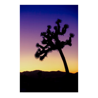 Janice Sullivan 'Joshua Tree I' Canvas Art, 47"x30" - Southwestern ...