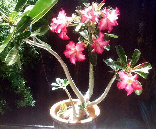 2 New Adeniums to the collection
