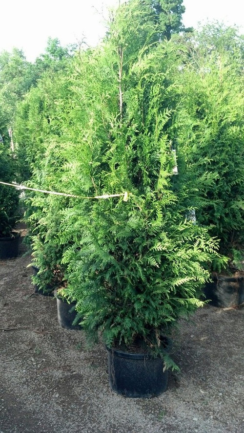 Thuja Plicita Excelsa - is this wise or...real?