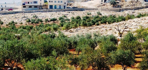 Pictures of Fig Trees of Palestine | Houzz Forum