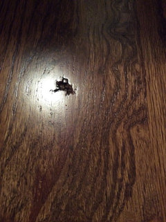 Filling Knot Holes In Floorboards | Floor Roma