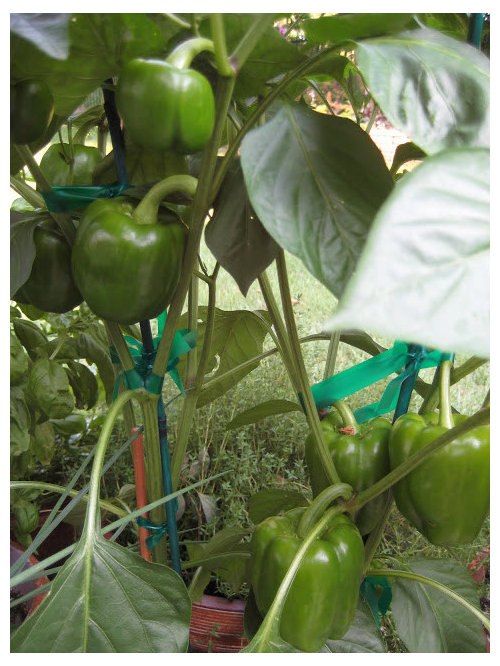 Sunburn damage on the back/bottom of my peppers?