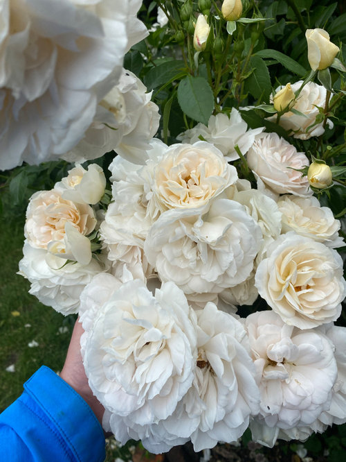 Your Best Kordes Roses