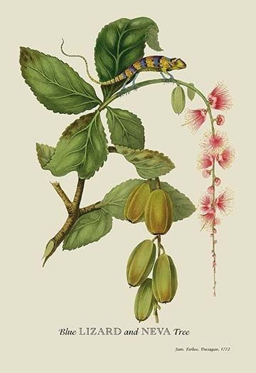 Blue Lizard and Neva Tree, 20" x 30" - Traditional - Prints And Posters ...