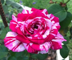 2019 USA New Rose Introductions | Houzz Forum