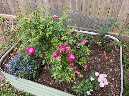 First rose seedling | Houzz Forum