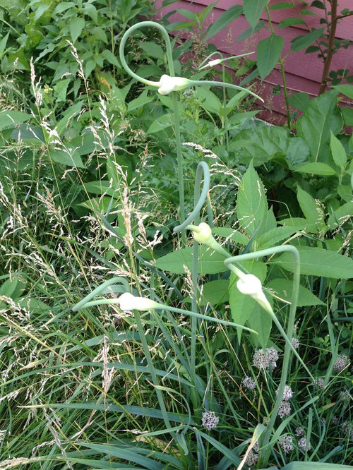 What is this spindly plant?