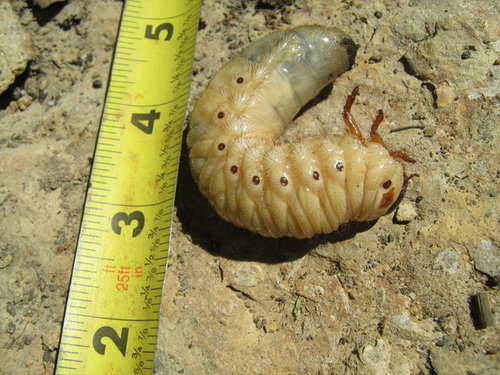 Biggest grub I ever saw