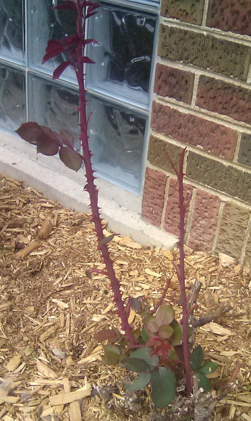 Should I prune rose bush down after critters ate the middle leaves?