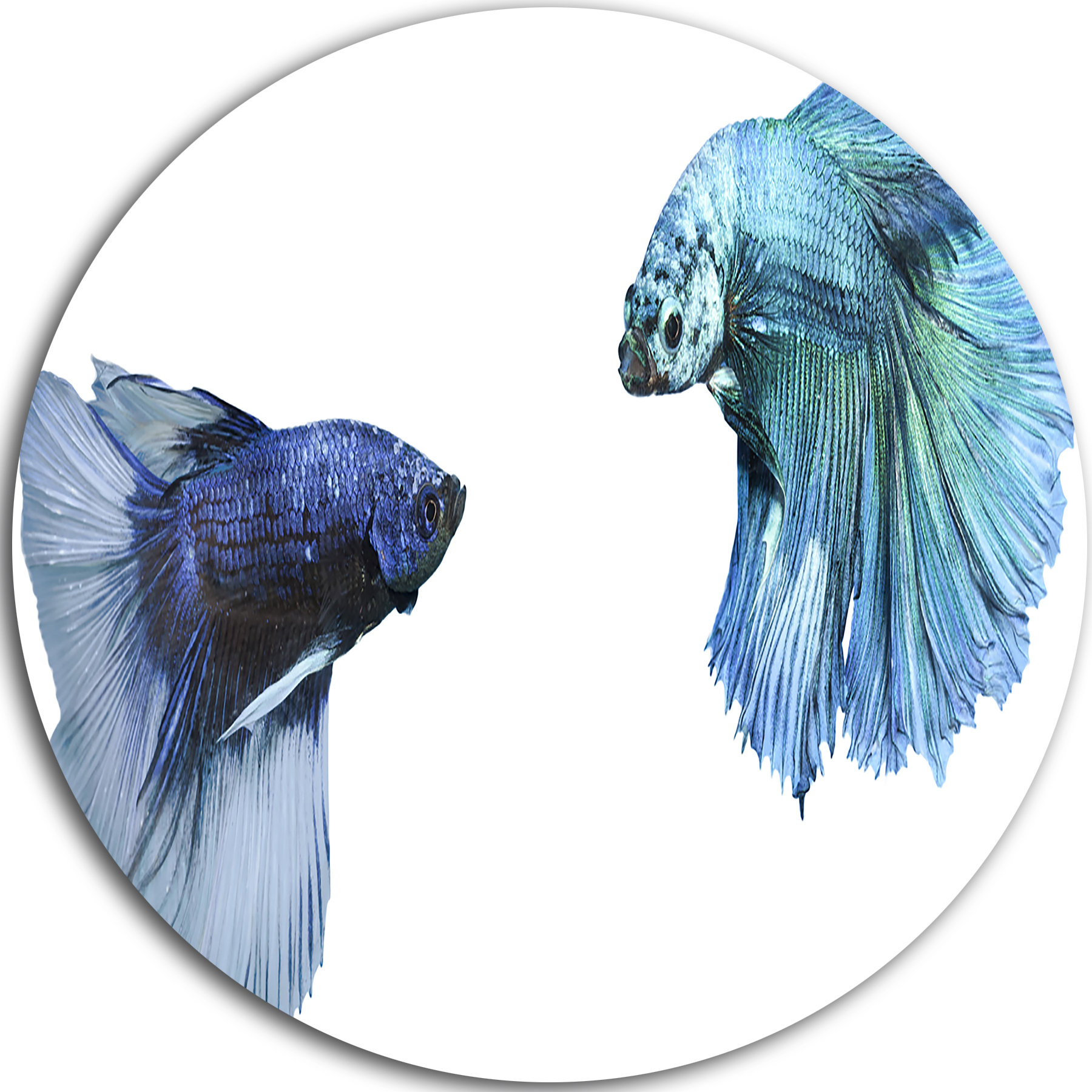 Fighting Fish, Digital Art Animal Large Disc Metal Wall Art, Disc of 23 ...