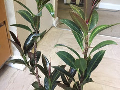 ficus elastica stunted new leaves | Houzz Forum