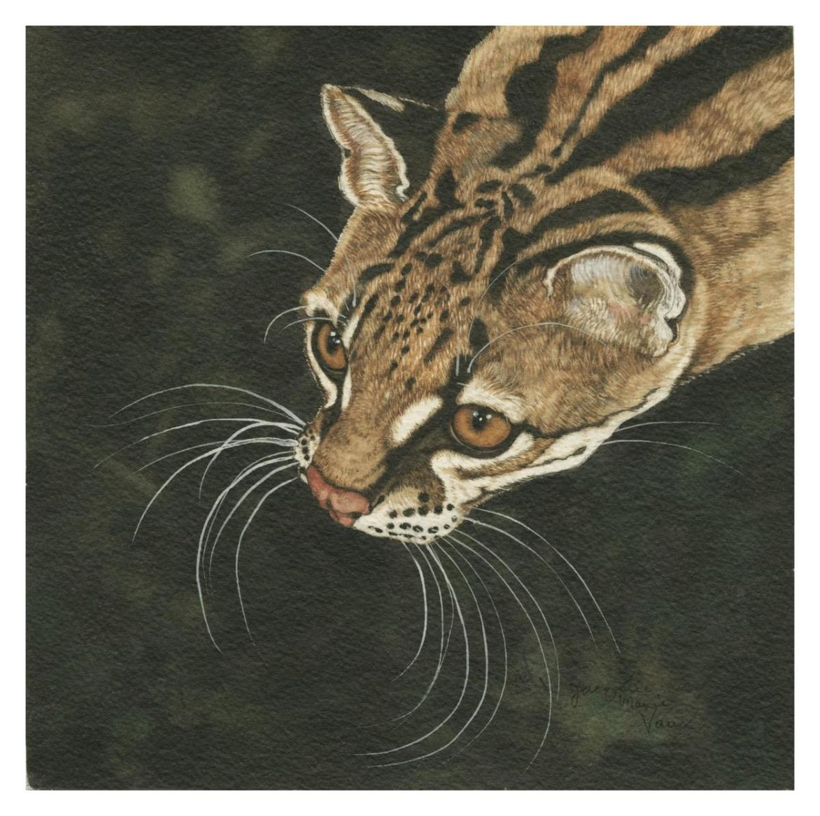 "The Margay" Digital Paper Print by Jacquie Vaux, 20"x20", 30"x30 ...