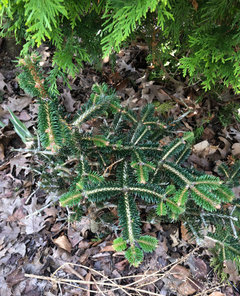 Favourite true mini conifer