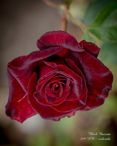 Unique roses in our collections