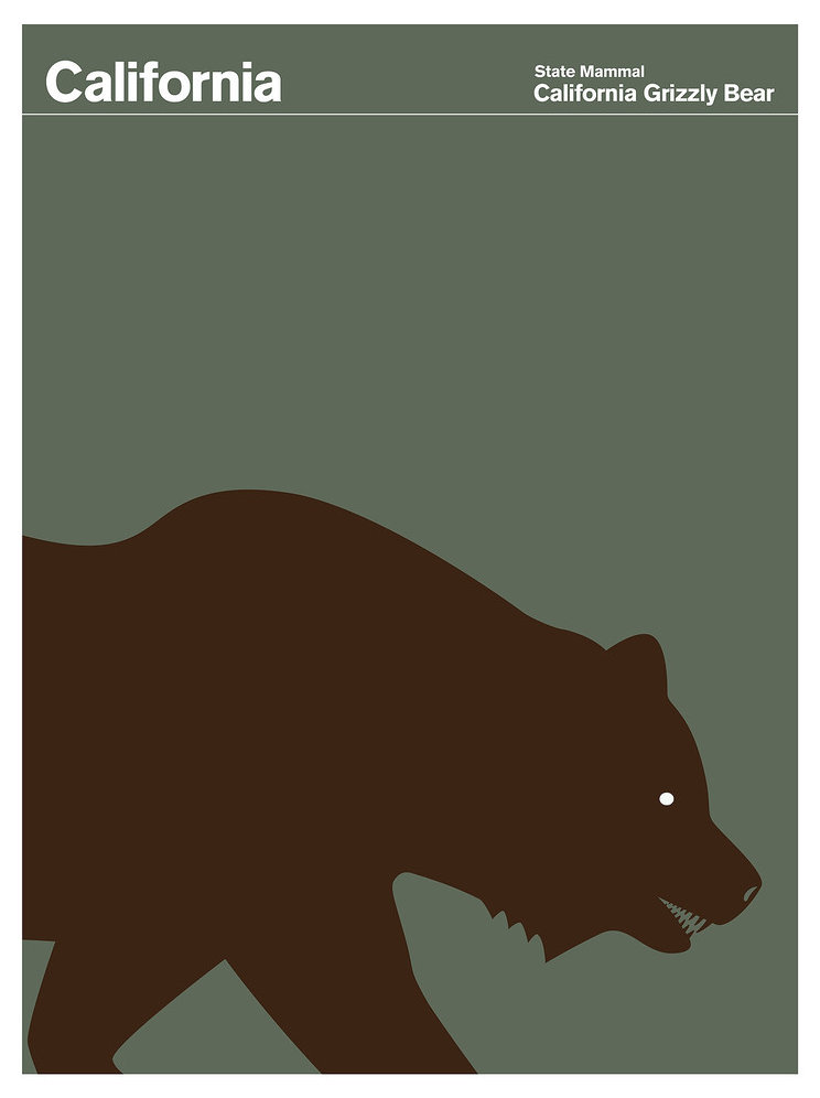 California Grizzly Bear Print, 20" x 30" - Contemporary - Prints And ...