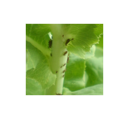Help ID these bugs on my lettuce
