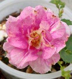 My baby rose bloomed