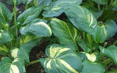 Trip to Fox Hosta Farm | Houzz Forum