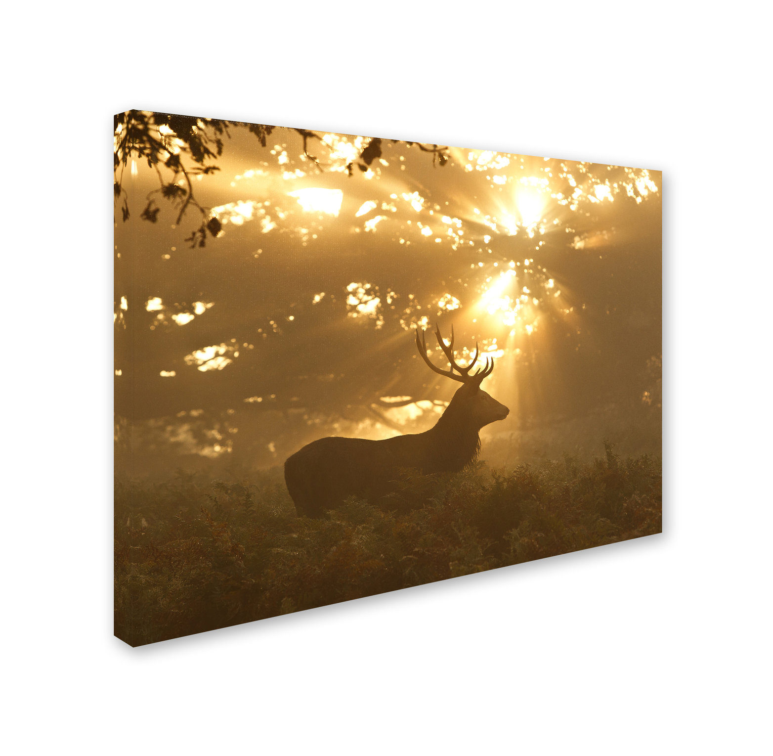 Greg Morgan 'Ghost Of The Forest' Canvas Art, 32"x 24" - Rustic ...