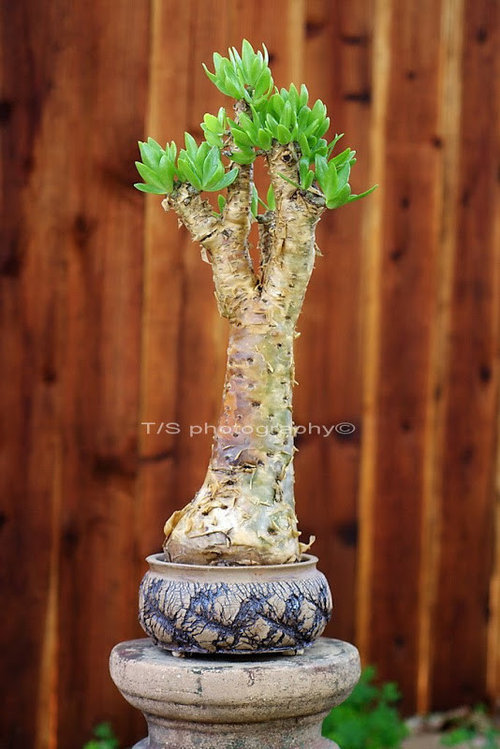 Tylecodon paniculata staged