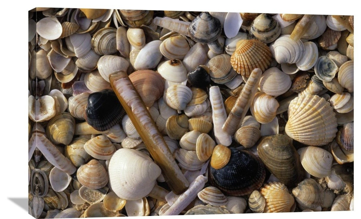 "Selection Of Bivalve Shells" Artwork, 36" x 24" - Beach Style - Prints ...