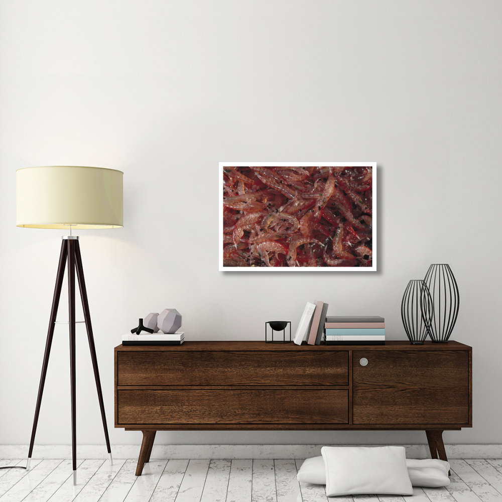 "Antarctic Krill catch, Antarctica" Digital Paper Print by Flip Nicklin ...