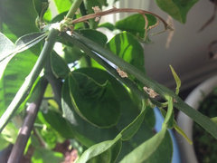 Crystallizing sap on dwarf Meyer lemon tree stems