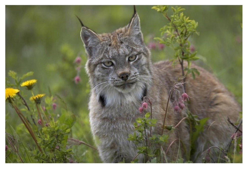 "Canada Lynx portrait, North America" Paper Print by Tim Fitzharris, 20 ...