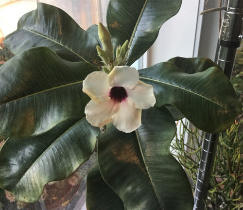 Adenium "boehmianum" blooming.