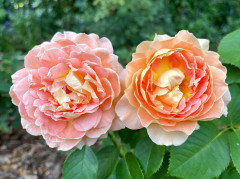 Grandiflora Rose - Fun in the Sun (1st year - 1st flush) | Houzz Forum