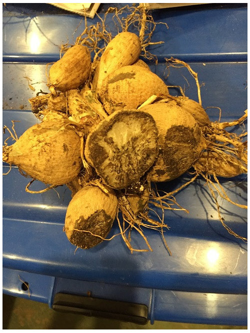 Is it safe to store broken dahlia tubers? | Houzz Forum