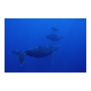 Humpback Whale Cow Calf And Male Escort, Maui, Hawaii-Paper Art, 24"x36 ...