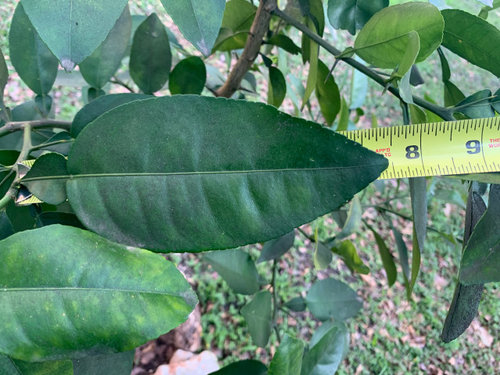 Citrus tree ID by leaf?