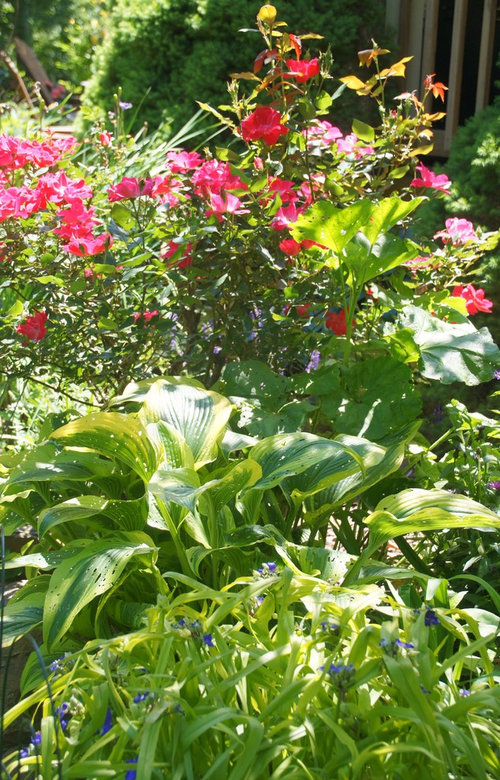Roses and hostas, playing well together