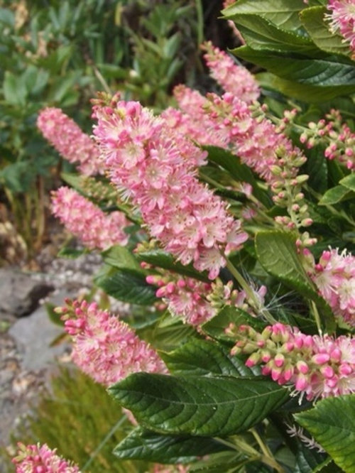 Clethra alnifolia 'Ruby Spice' Summersweet
