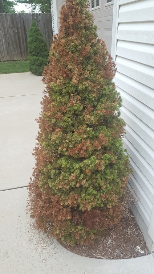Sick evergreen