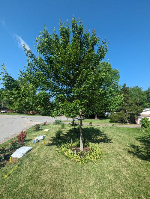 Pruning Advice For Red Maple with Codominant Leaders | Houzz Forum