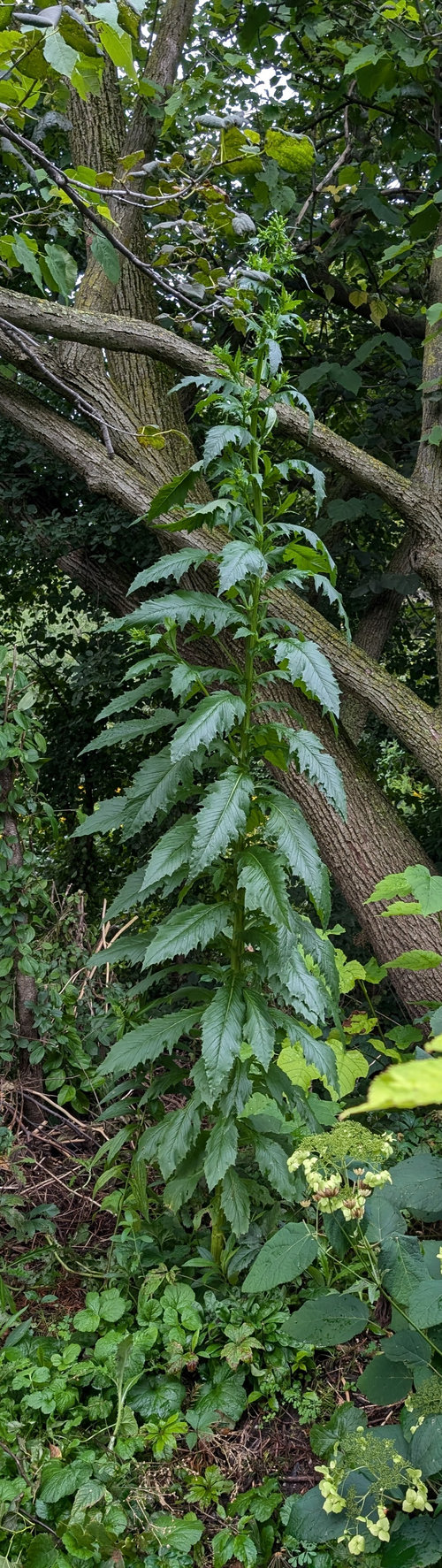 9 feet tal and self supporting